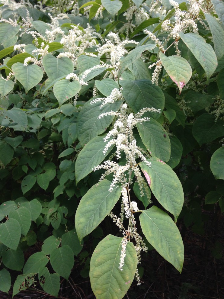 Fragrant white spikey flowers