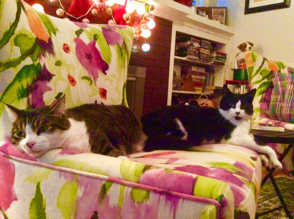 10 Tips for Keeping Indoor Cats Healthy and Happy