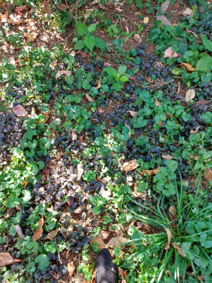 Overgrown front lawn garden