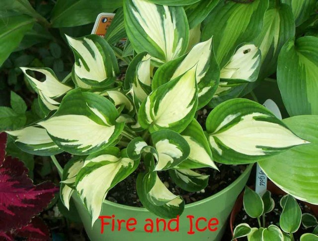 Hosta F 2012