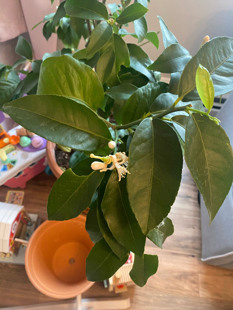 Why is my Meyer Lemon tree flowering in mid December?