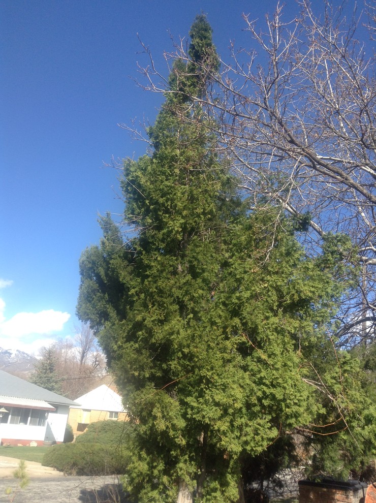 Conifer identification