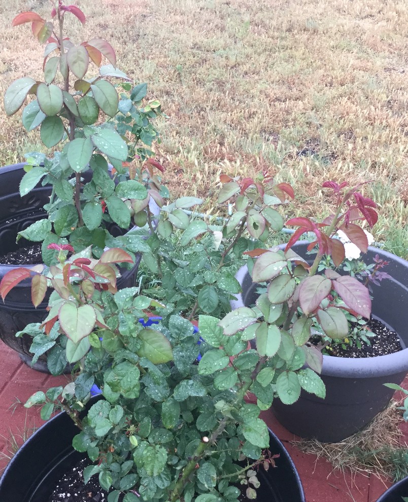 What makes a good rose year?
