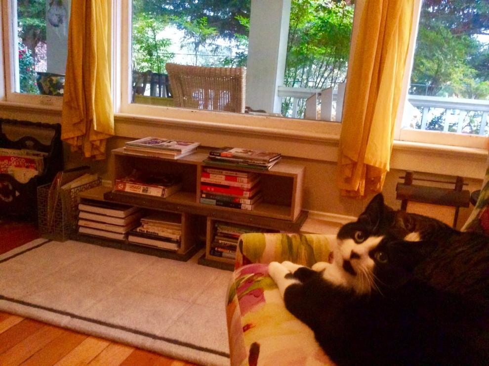 10 Tips for Keeping Indoor Cats Healthy and Happy