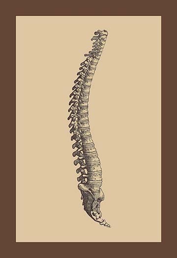 Backbone, 12" x 18" - Traditional - Prints And Posters - by Buyenlarge ...