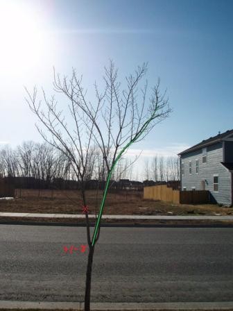 Triumph Elm Tree Pruning Question