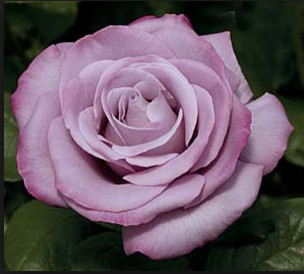 Roses That Change Color and Shape