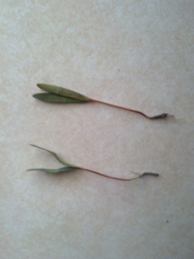 Help identify small two leaf weed in grass | Houzz Forum