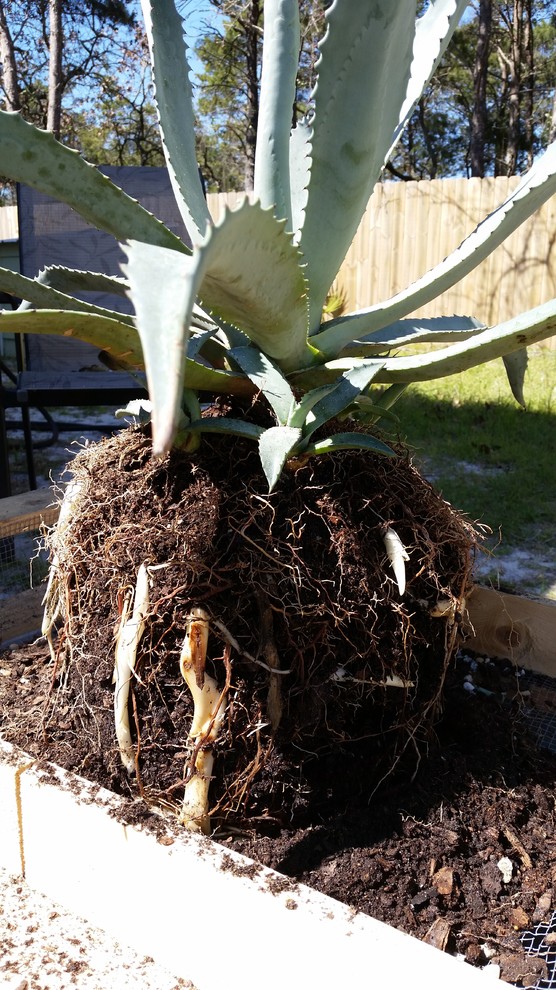 So cool, Agave Americana roots