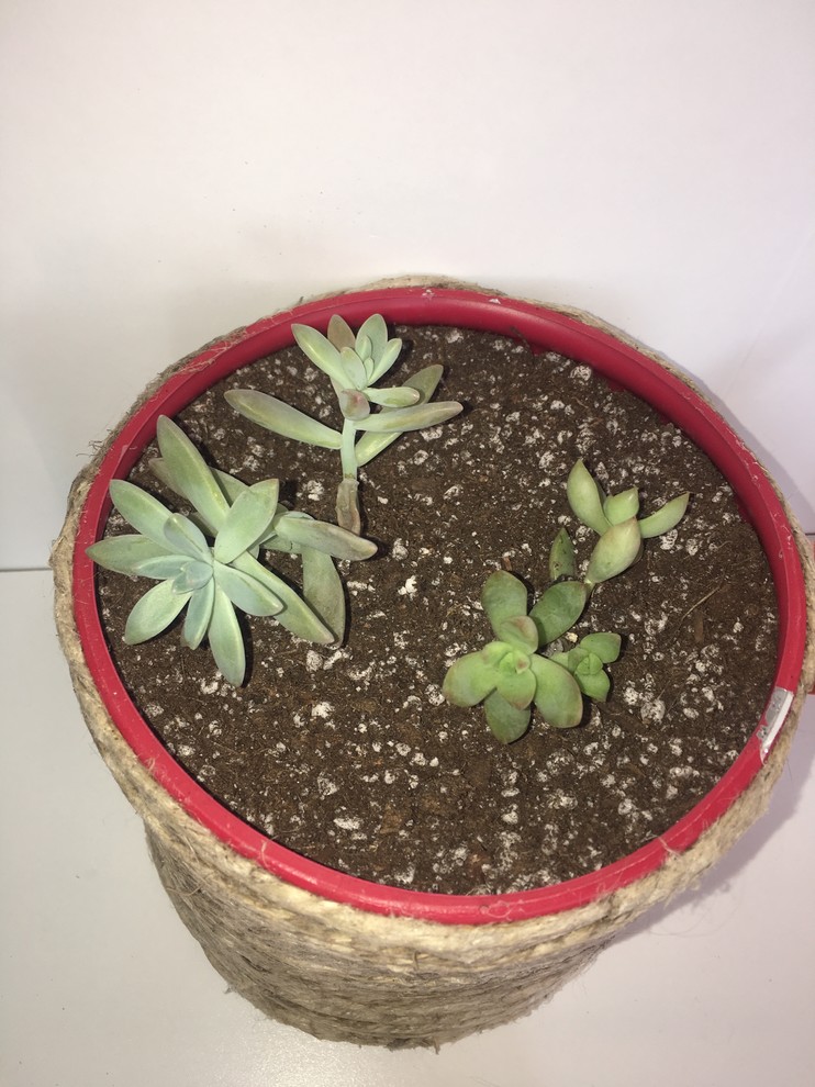 Two different plants what are their name?