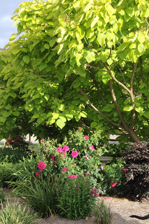Powton/Paulownia Trees