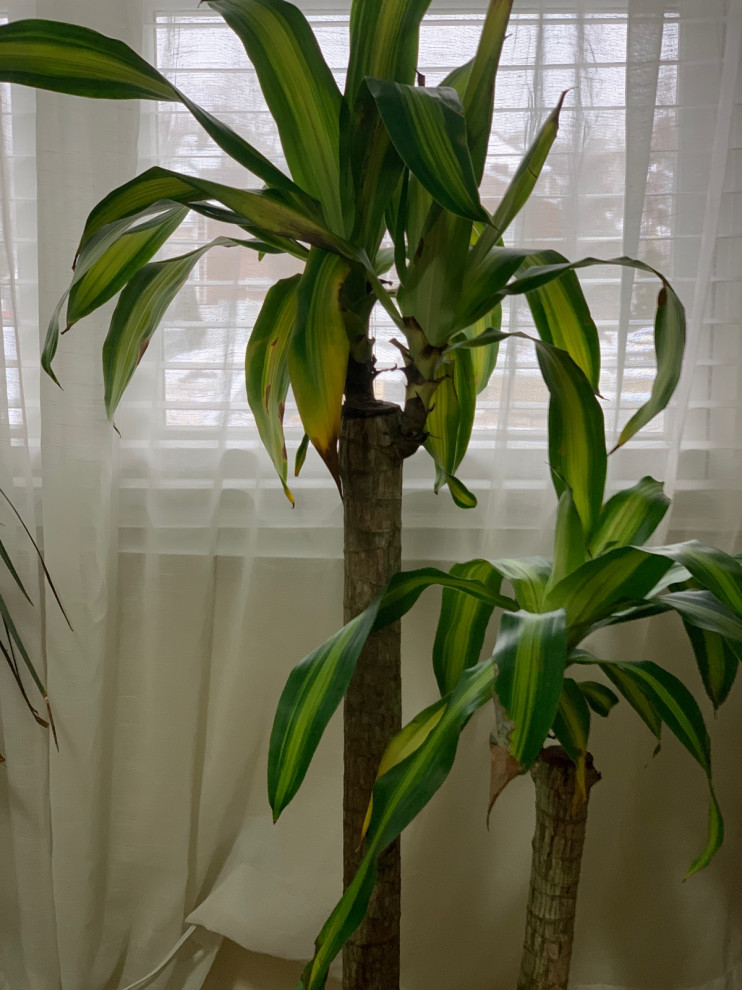 I need help with my indoor yuka plant