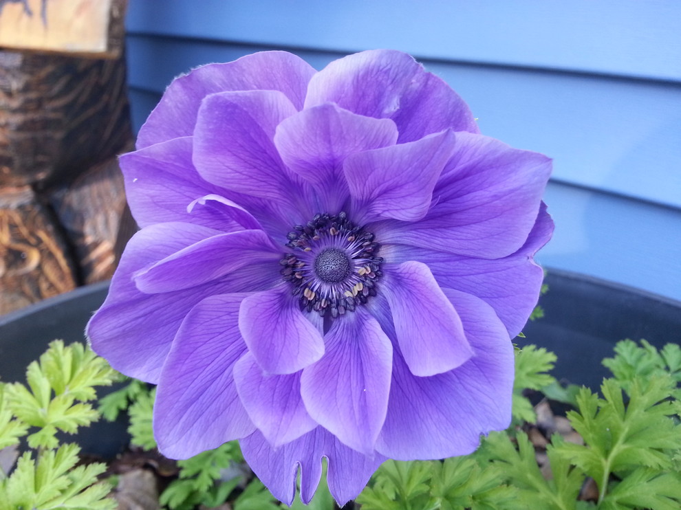 Mystery Flower