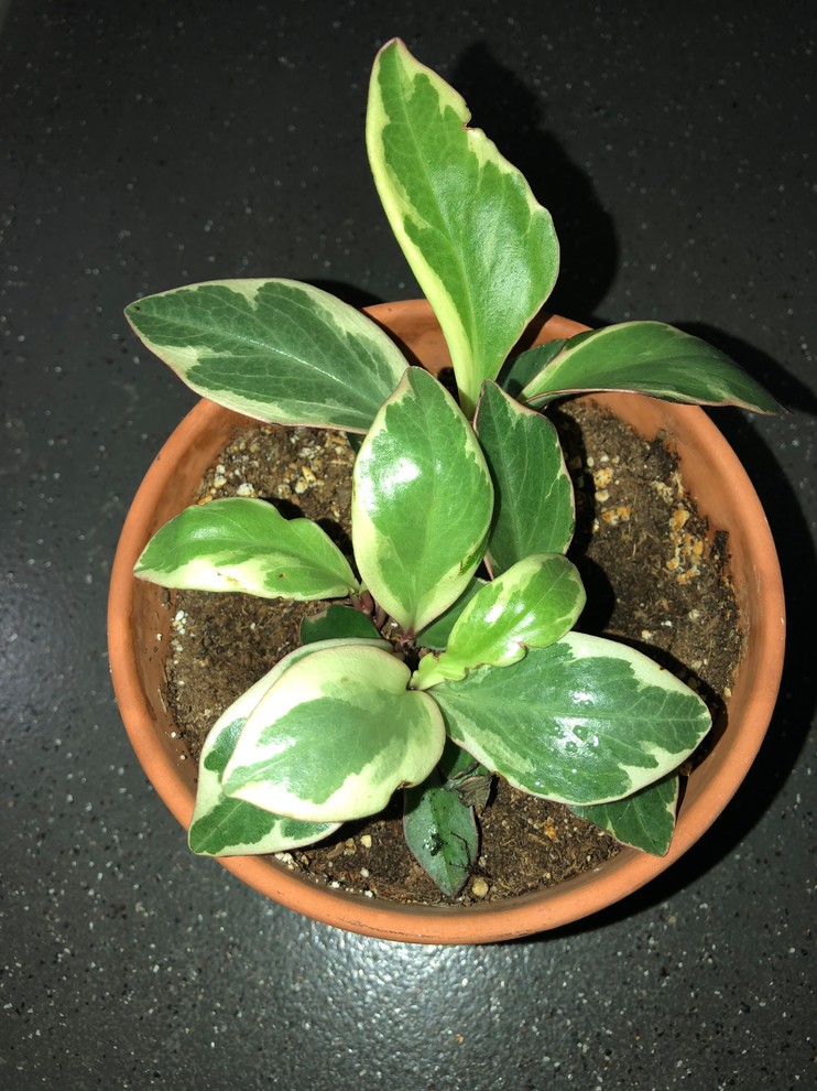 House plant ID/Tips