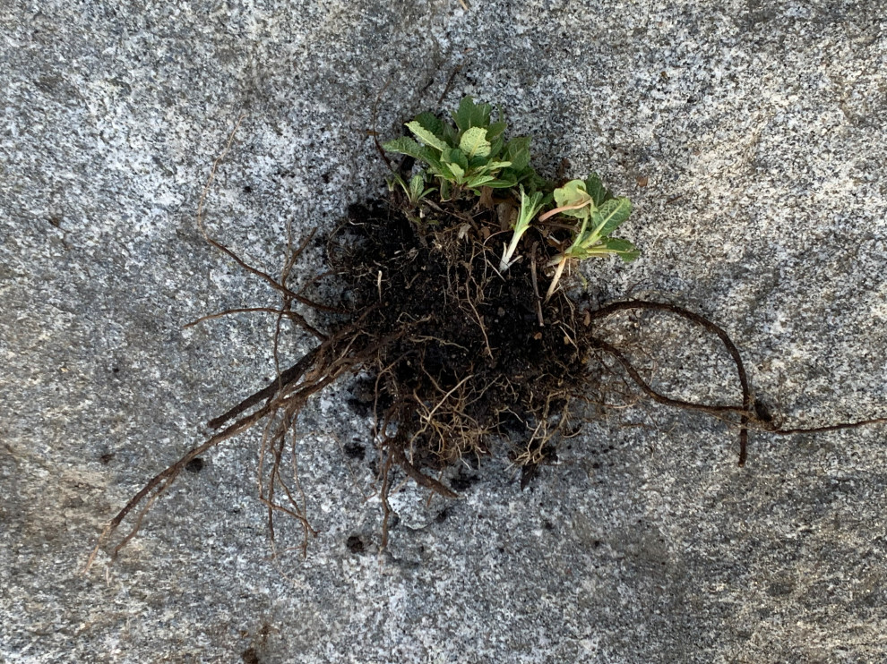 Rethinking small plants from online vendors like BlueStone