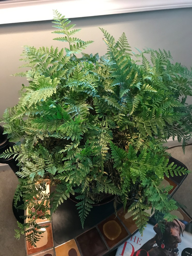 Household Fern Dying