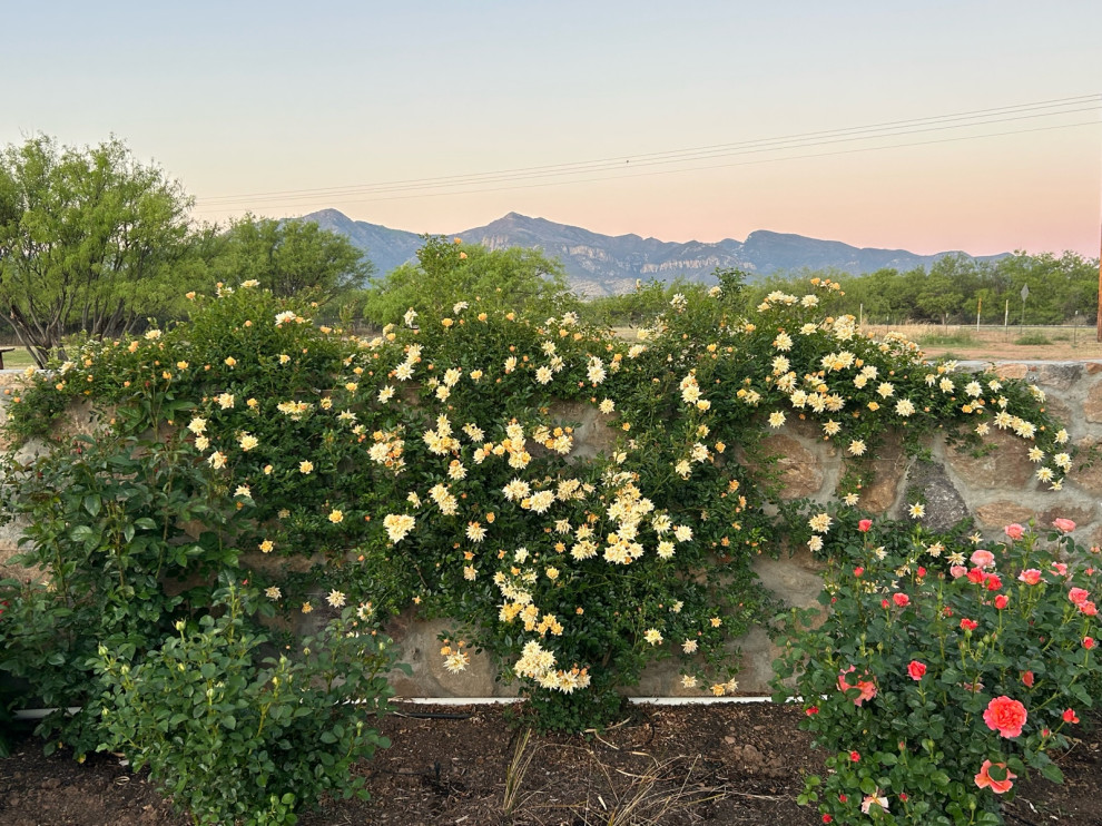 For Paul Barden: Golden Century! | Houzz Forum