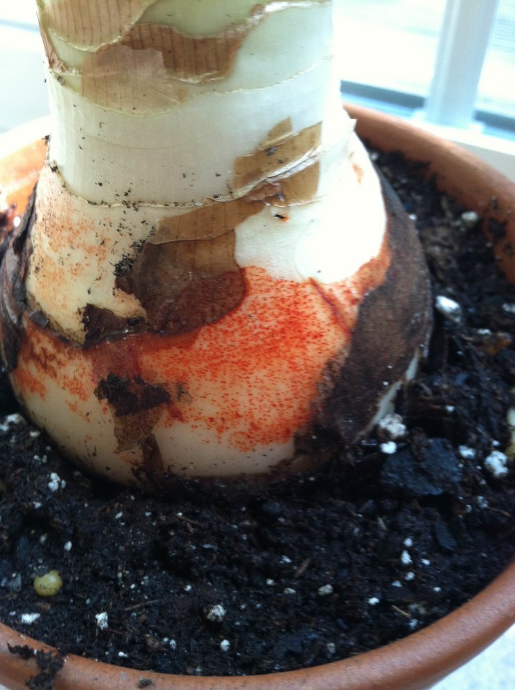 Red blotch or mite damage? (amaryllis bulb)