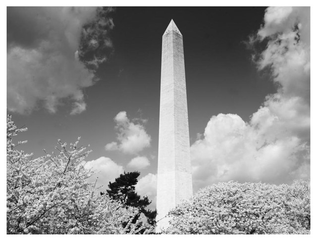 "Washington Monument and cherry trees, Washington, DC" Paper Art, 18 ...