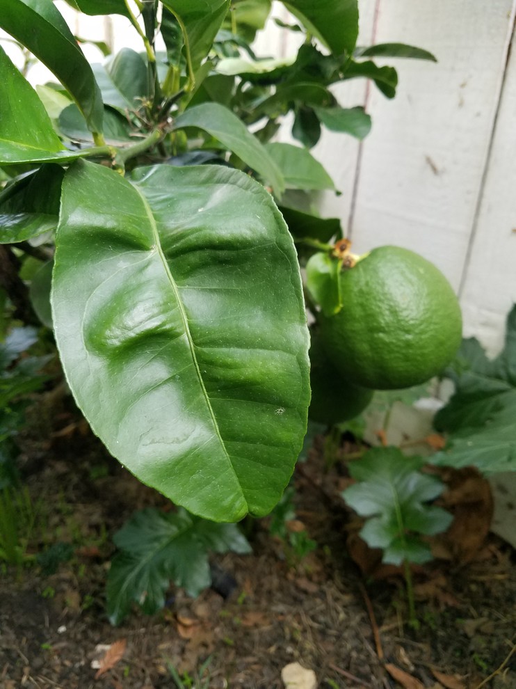 Citrus variety identification?