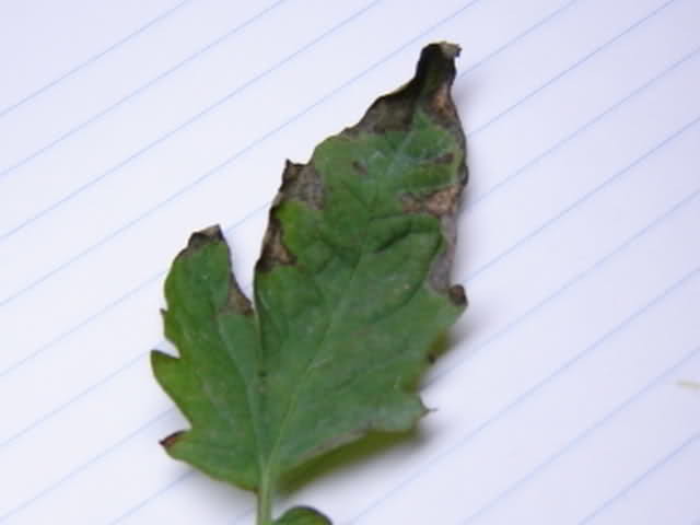 Necrotic leaf margins (pictures)