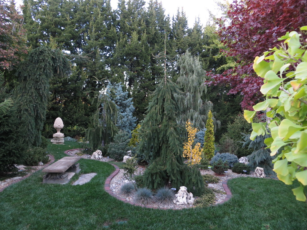 Picea abies 'Frohburg'.