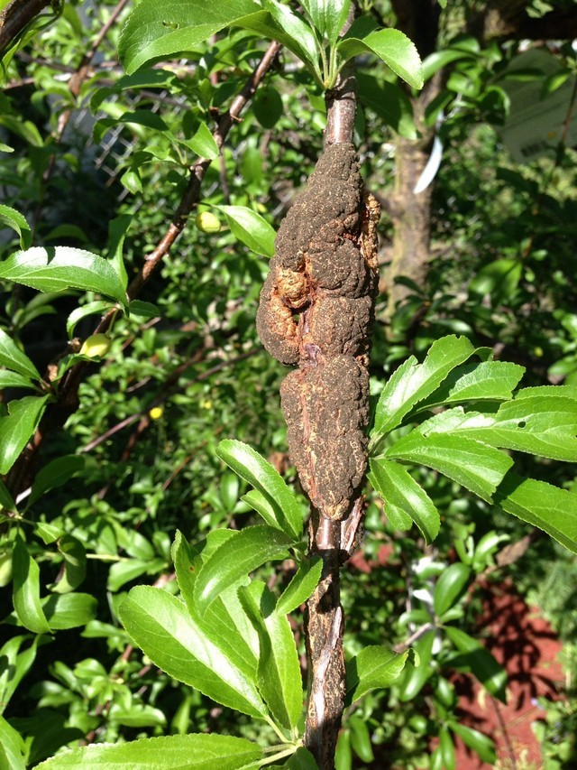 Weird growth on Weeping Santa Rosa plum tree