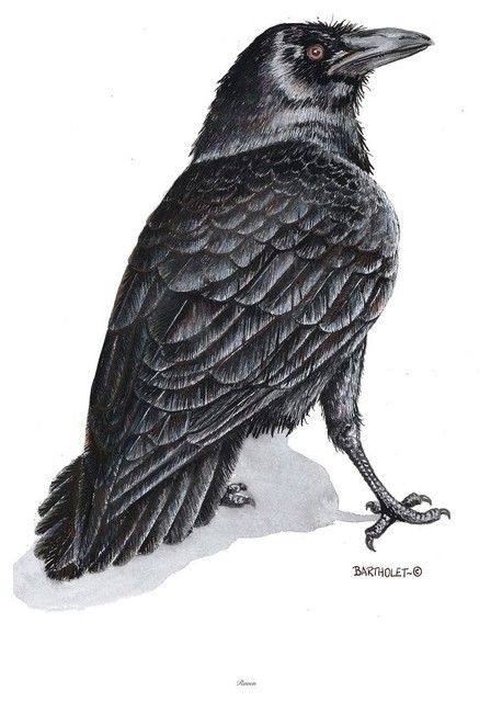by Artist Dave Bartholet Raven Art Print, 30"x45" - Contemporary ...