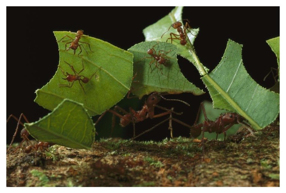 Leafcutter Ant Workers Carrying Leaves To Nest, French Guiana-Paper Art ...