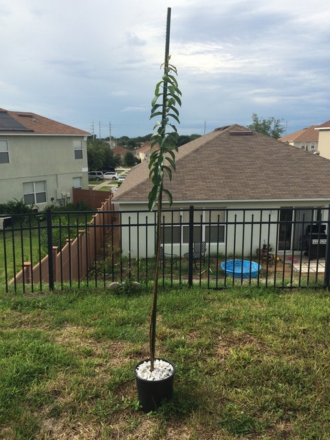 Crape myrtle single trunk