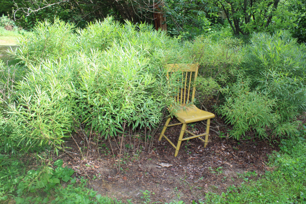 Colonial Shrub - piney smell