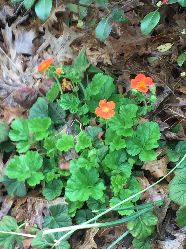 Simple Pleasures: Savor the First Spring Day in the Garden