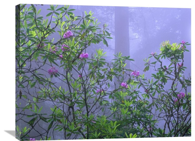 "Pacific Rhododendrons, Del Norte Coast, Redwood National Park, CA ...