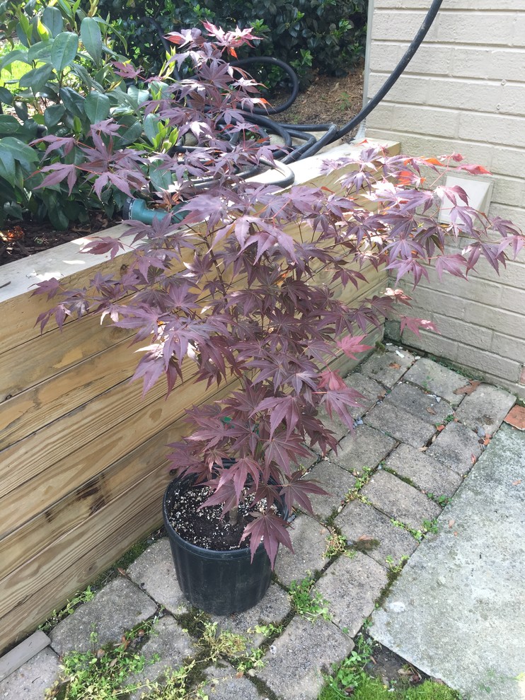 Japanese maple OK in a pot?