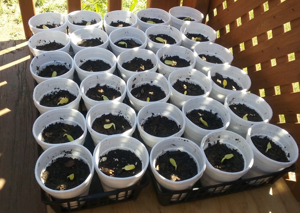 Newly sprouted tree seeds in cell pots.