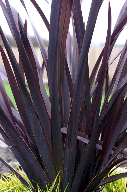 Black Adder Phormium Phormium 'Black Adder' PP#20451 - Miami - by ...