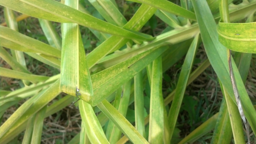 yellowing and blotchy palm, please help