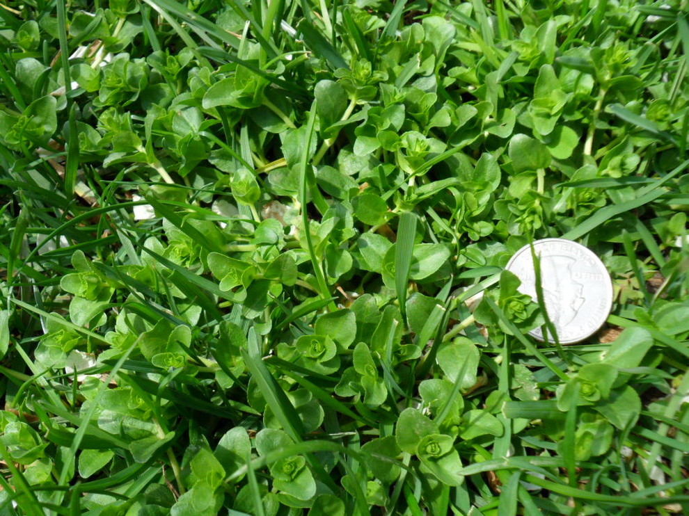 low dense growing weed