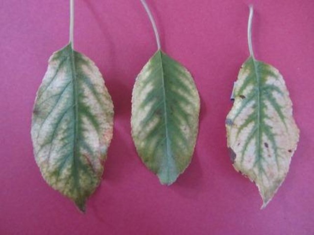 apple tree nutrient defficiencies