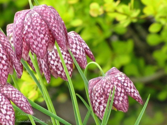 7 Delightfully Different Bulbs for Your Spring Garden