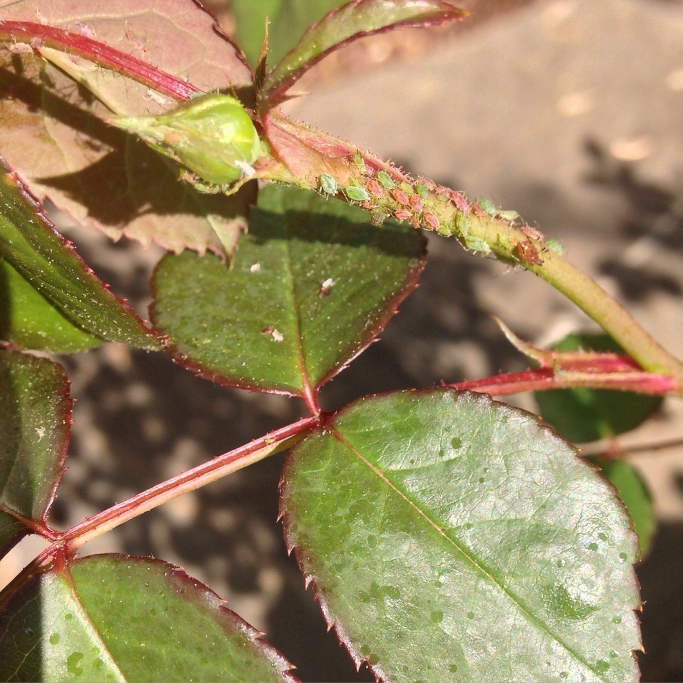 Pests and bugs on my roses. Help!