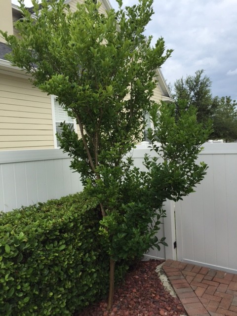 Help Identifying Citrus Tree and Rot (Central Florida)