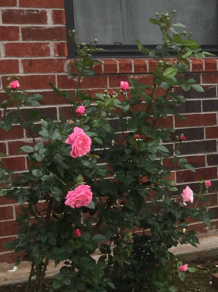 Zaide is blooming and it’s fragrant!