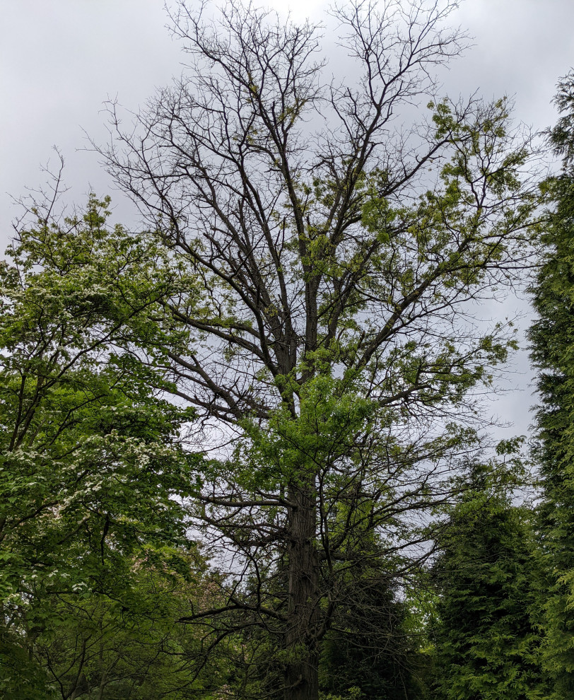 Pin oak with many dead branches | Houzz Forum
