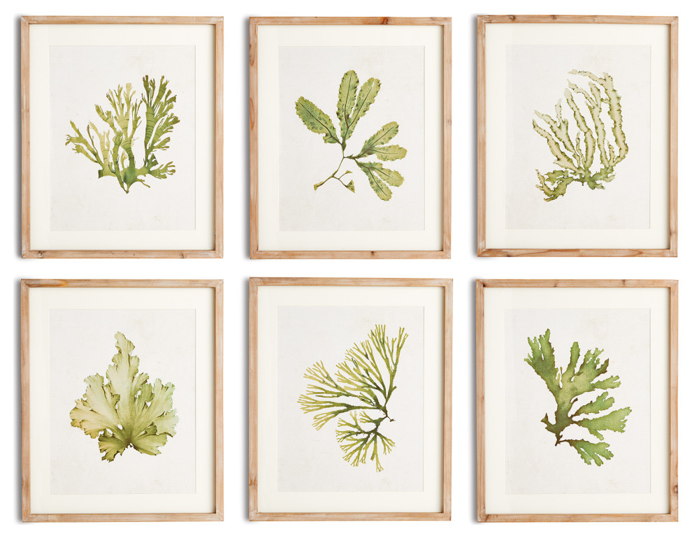 Kelp Prints, Set Of 6 - Beach Style - Prints And Posters - by Napa Home ...