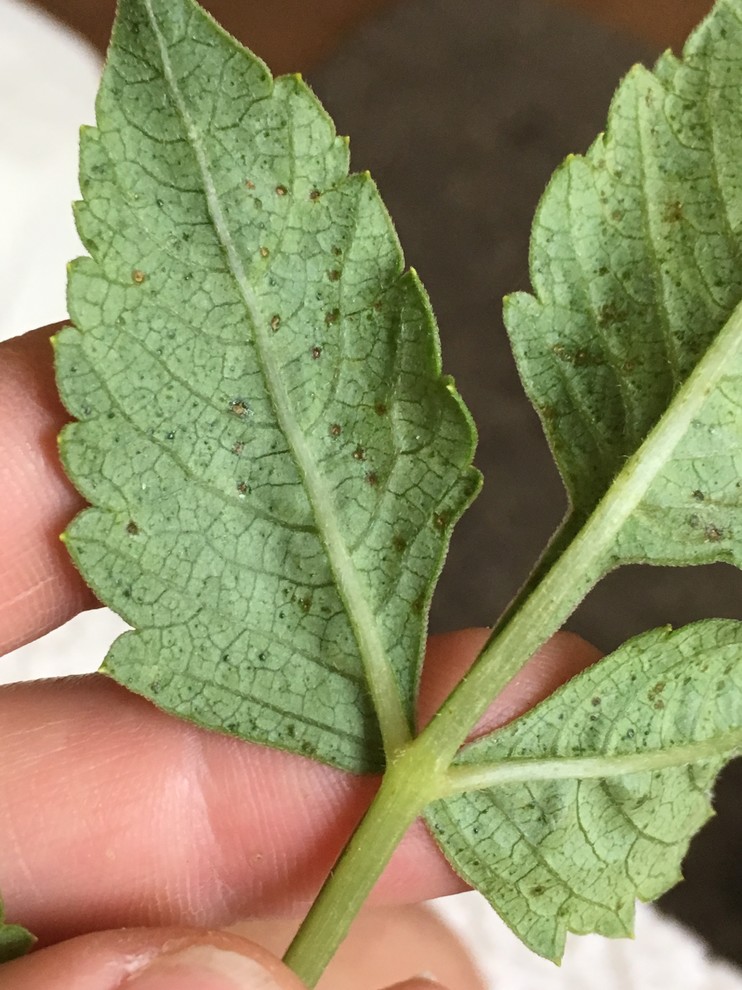 PLZ HELP IDENTIFY DAHLIA INFESTATION