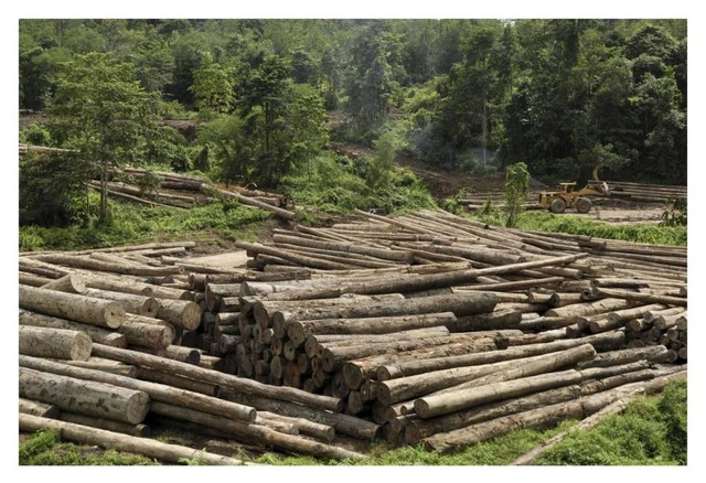 "Logging area, Danum Valley Conservation Area, Borneo" Paper Art, 20 ...