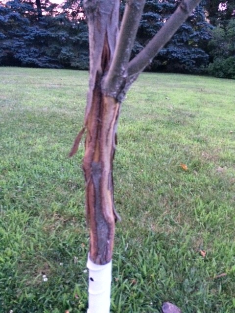 Split Bark on Sycamore Tree - Is this Normal?