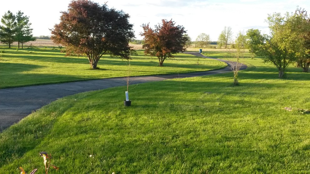 Tulip Tree, safe distance from Asphalt driveway