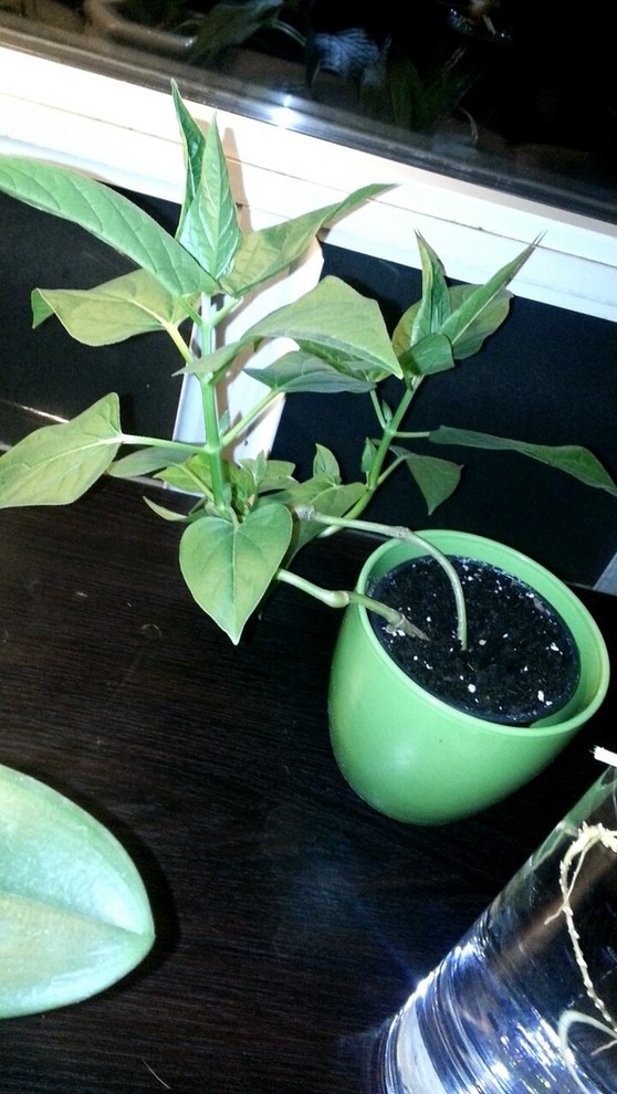 Help!!!!!!! Jointed stems